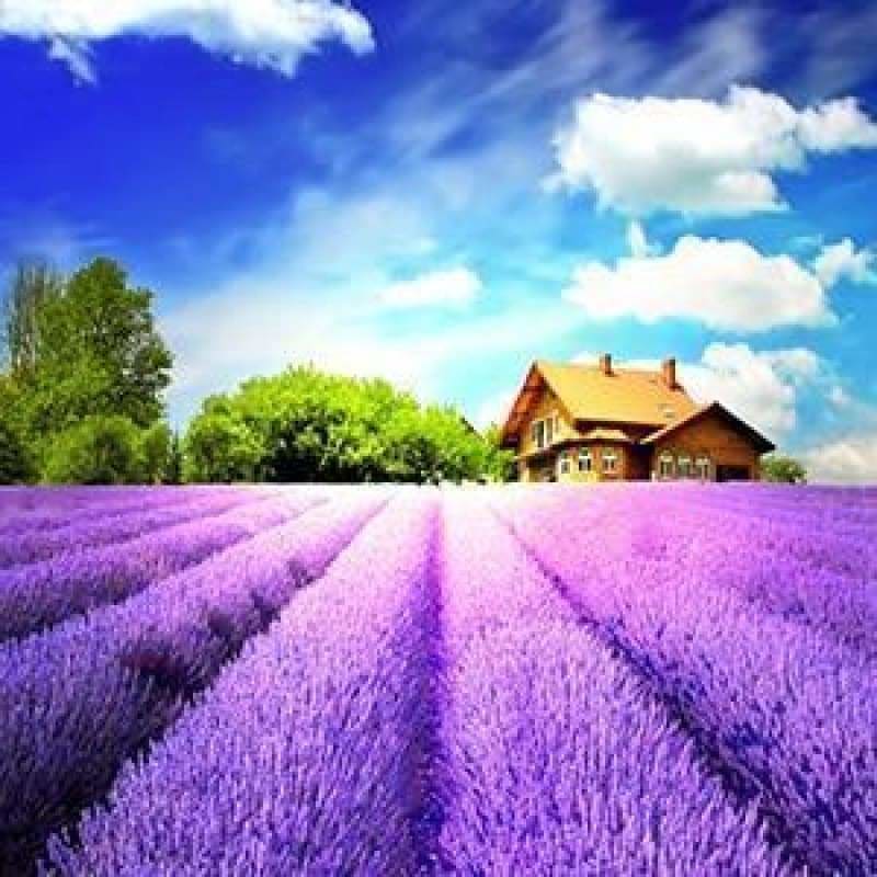 New Hot Sale Lavender Fields Picture Full Drill - 5D Diamond Painting ...